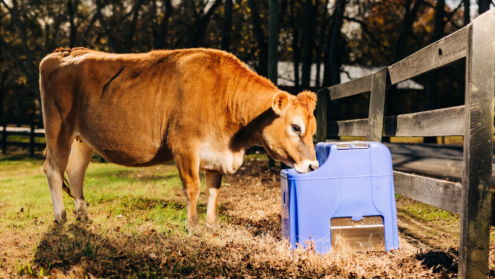 Why Choosing the Right Livestock Waterer Improves Animal Health and ...
